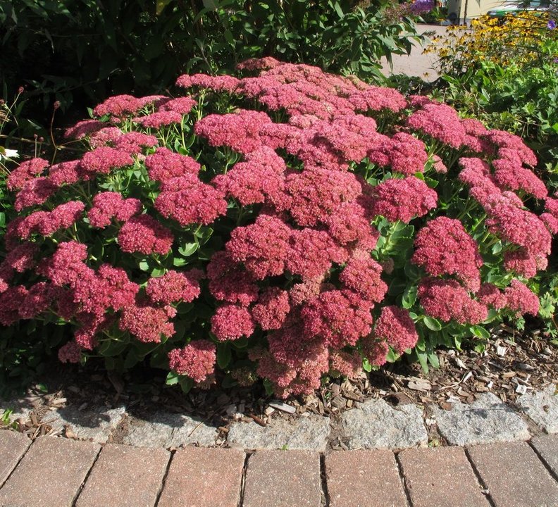 Kukehari HERBSTFREUDE