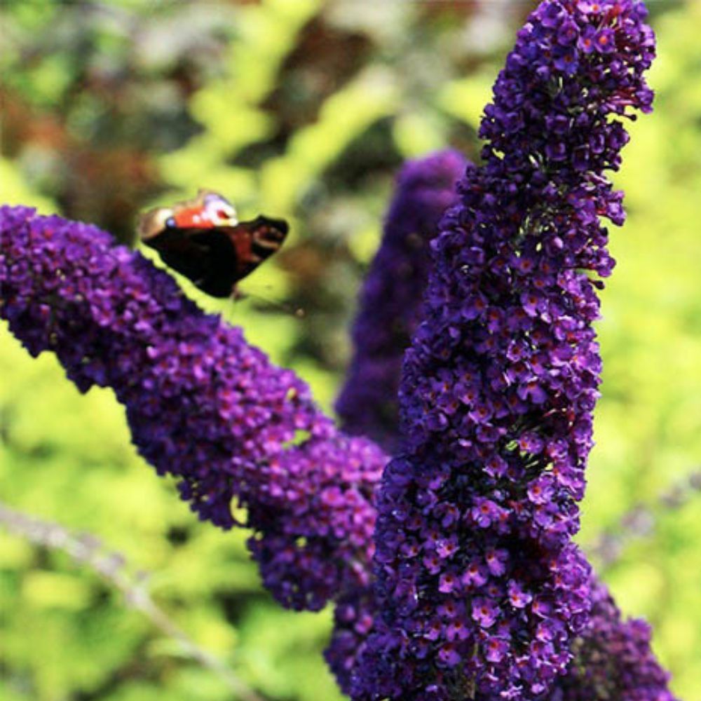 Buddleja Black Knight