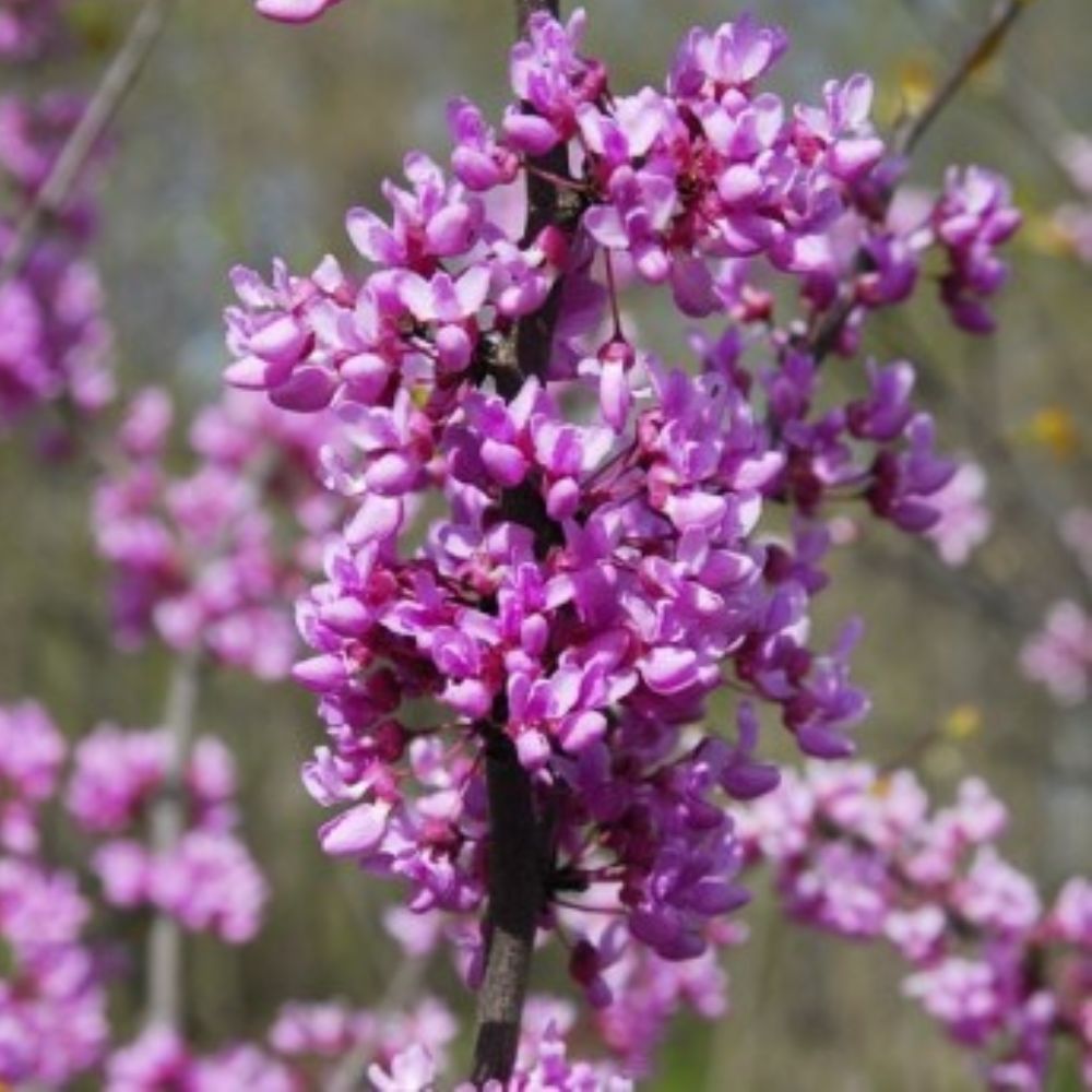 Kanada juudapuu Forest Pansy