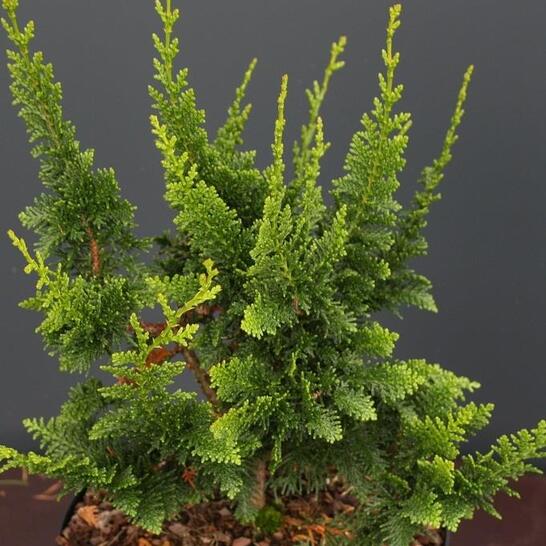 Ebaküpress TEDDY BEAR