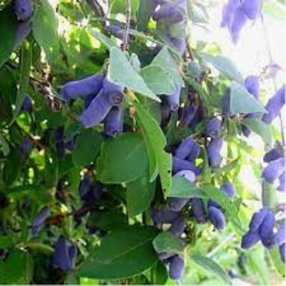 Söödav kuslapuu CANDY BLUE (LAWINA)