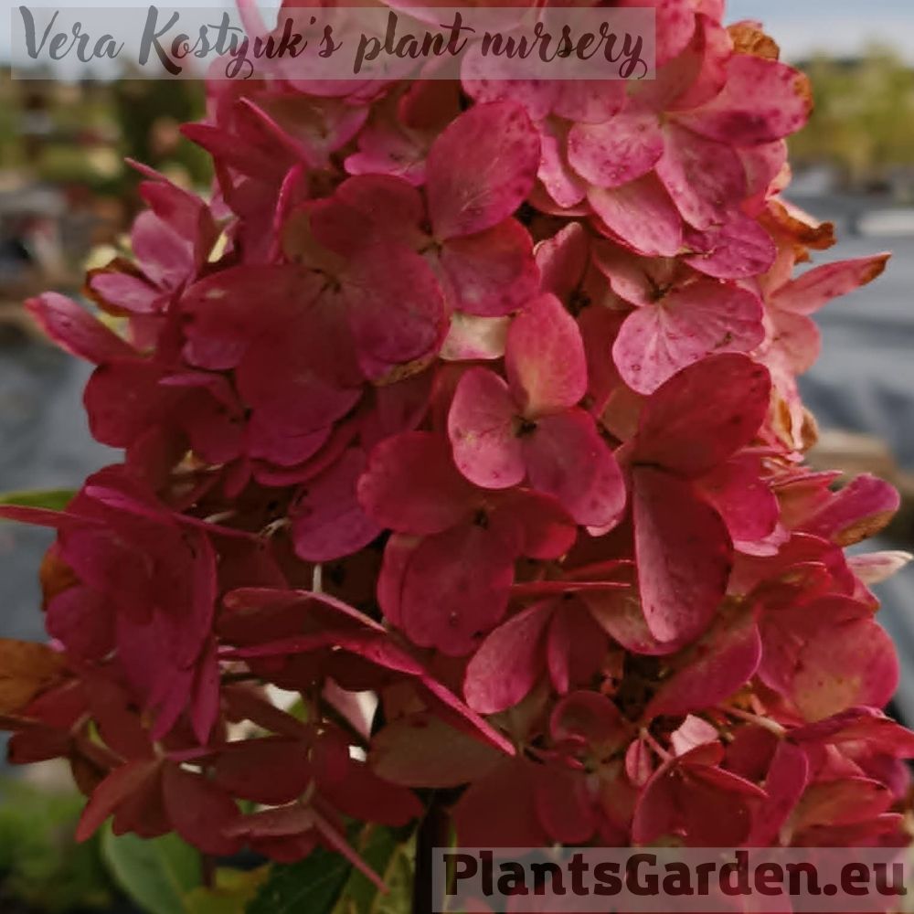 Hydrangea paniculata Bonfire (Bloody Marie)