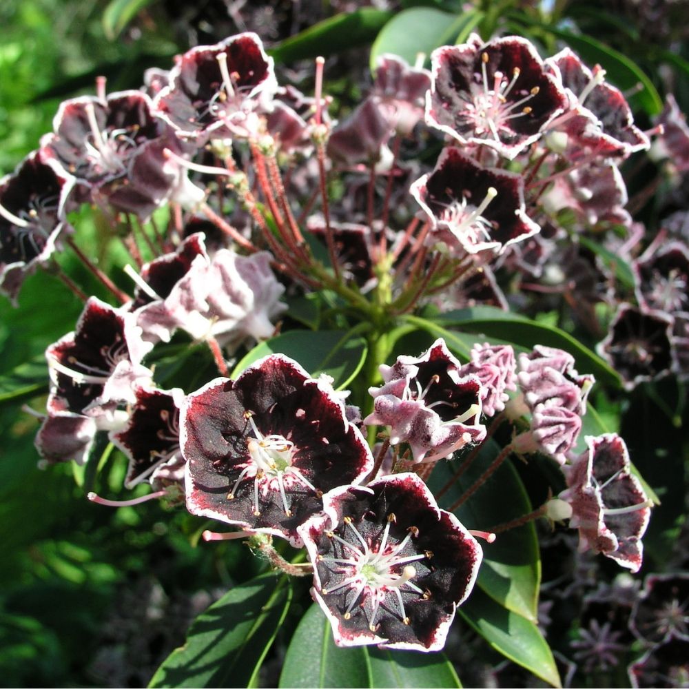 Laialehine kalmia MIDNIGHT