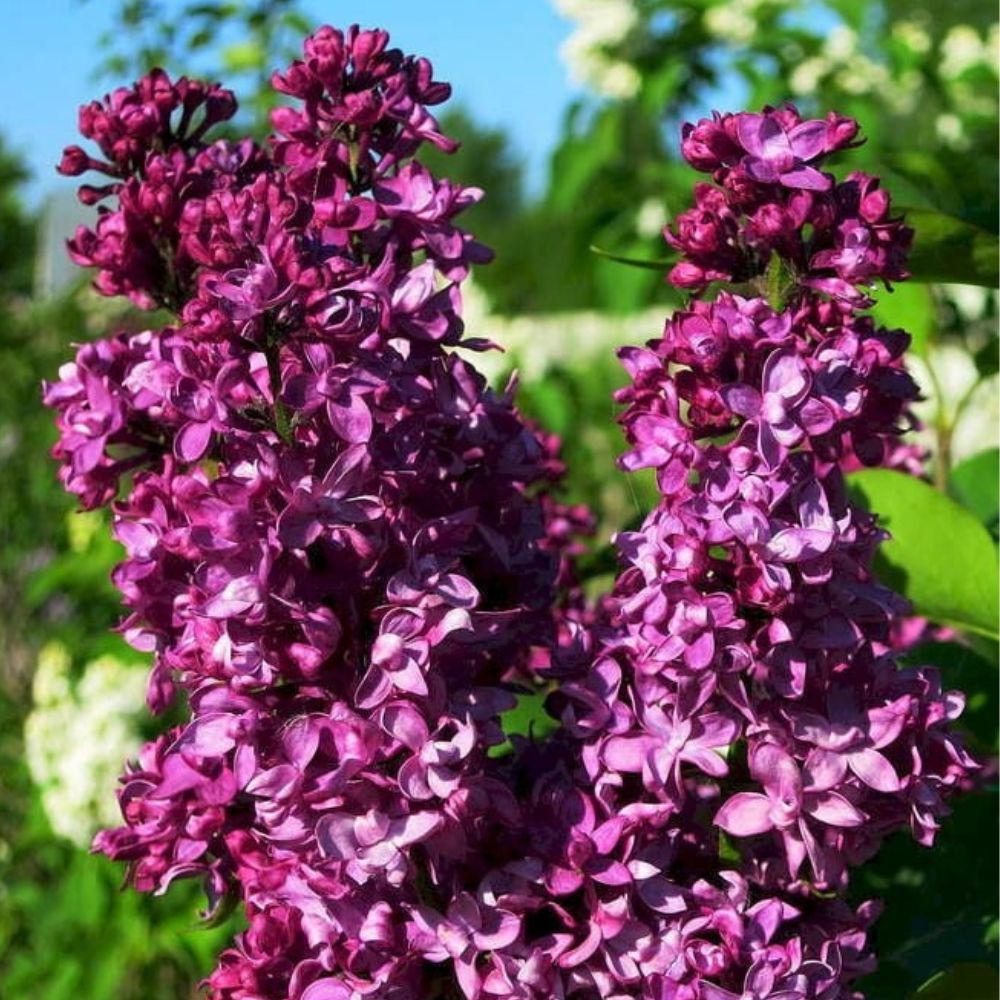 Harilik sirel CHARLES JOLY