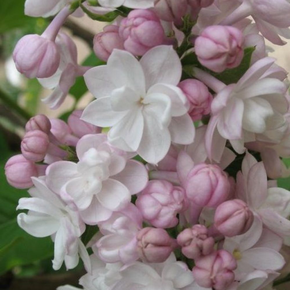 Harilik sirel KRASAVITSA MOSKVY