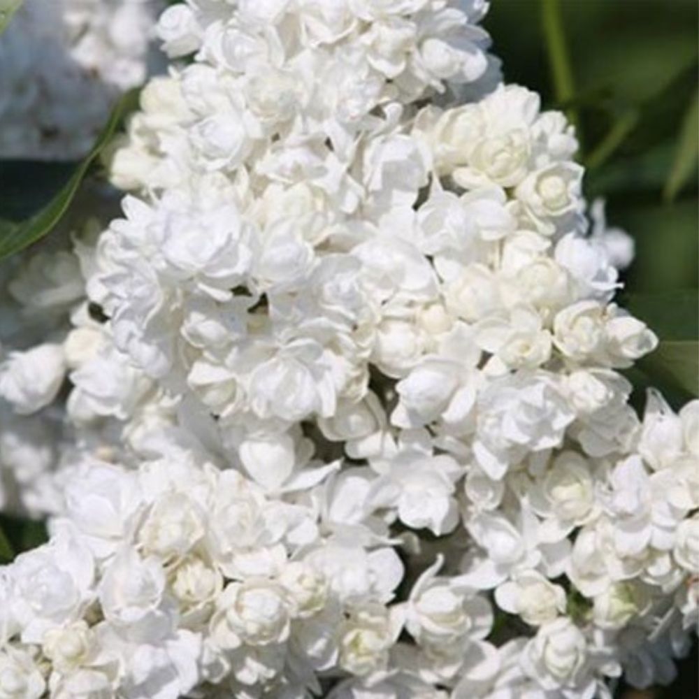 Harilik sirel MISS ELLEN WILLMOTT