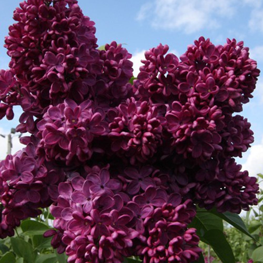 Harilik sirel Znamya Lenina