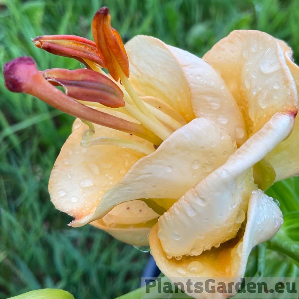 Liilia Apricot Fudge