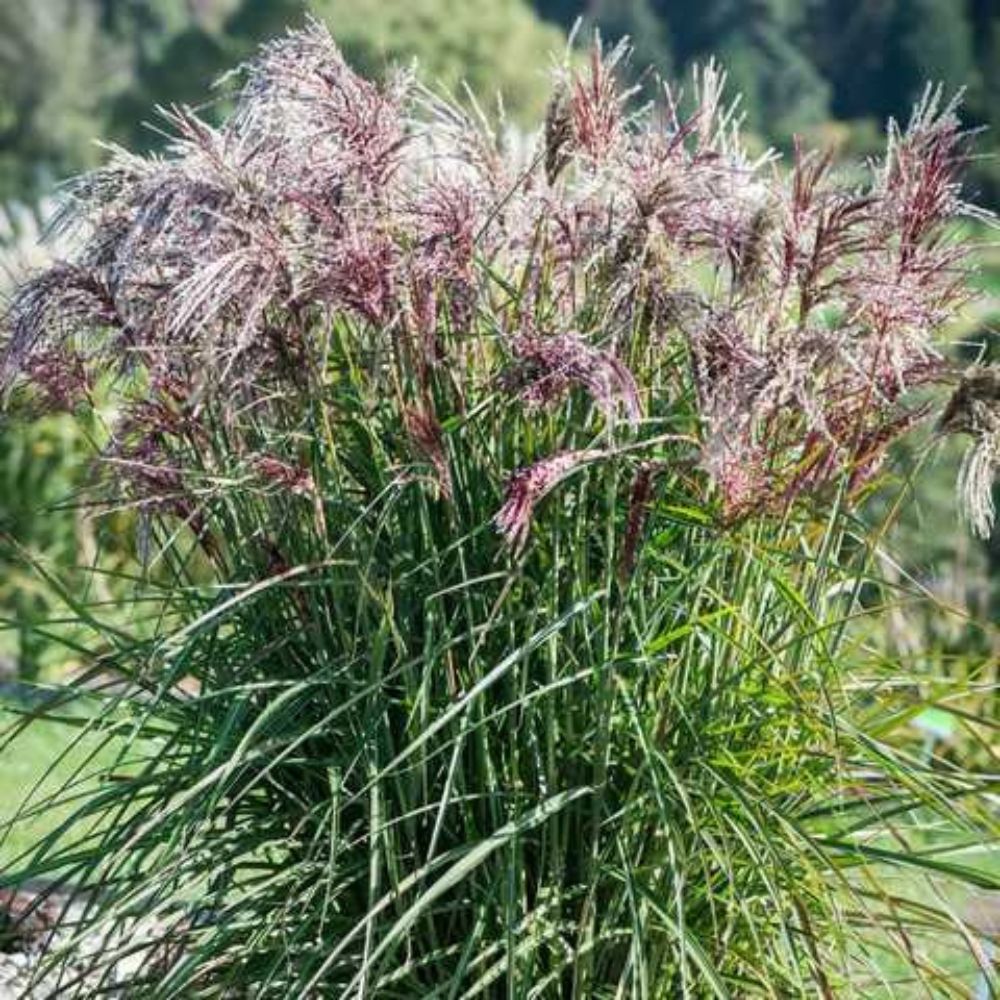 Miscanthus sinensis Boucle