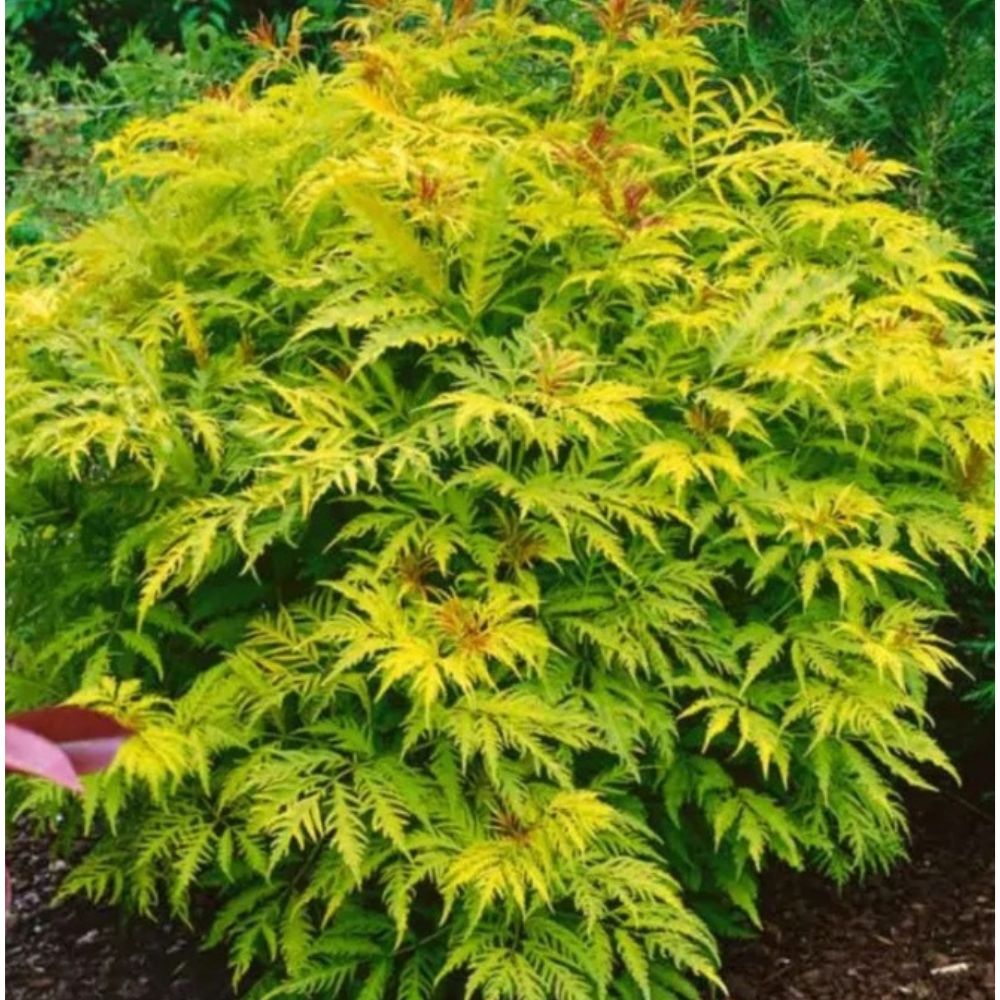 Must leeder GOLDEN TOWER