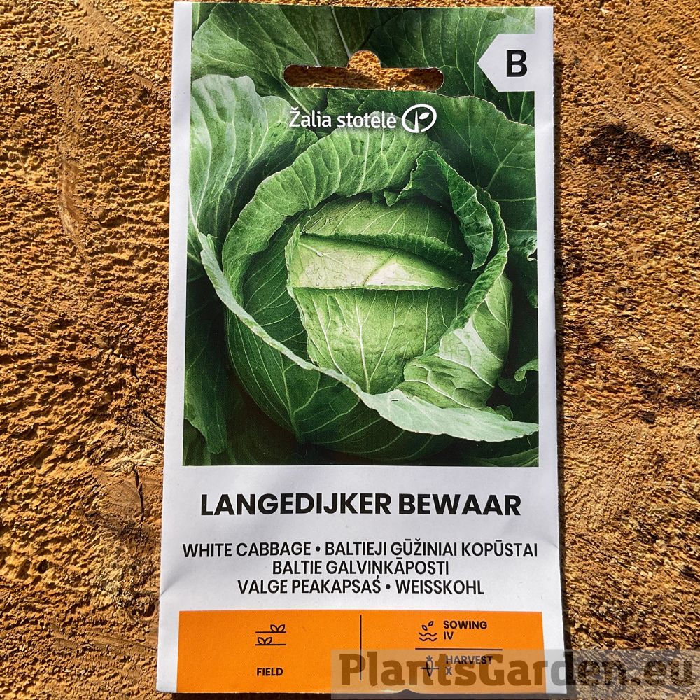 Osta Valge peakapsas Langedijker Bewaar online | PlantsGarden.eu