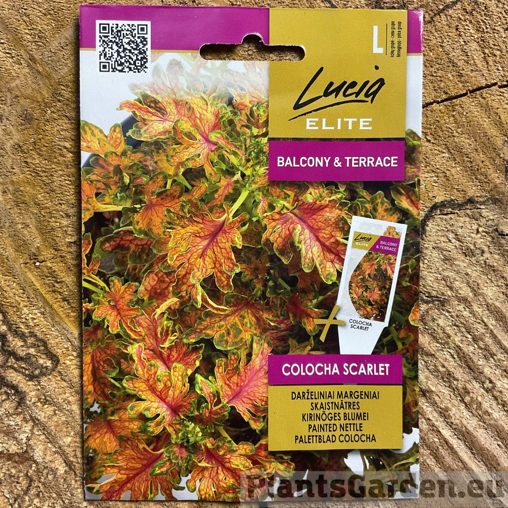 Купить Колеус Blumei Colocha Scarlet онлайн | PlantsGarden.eu