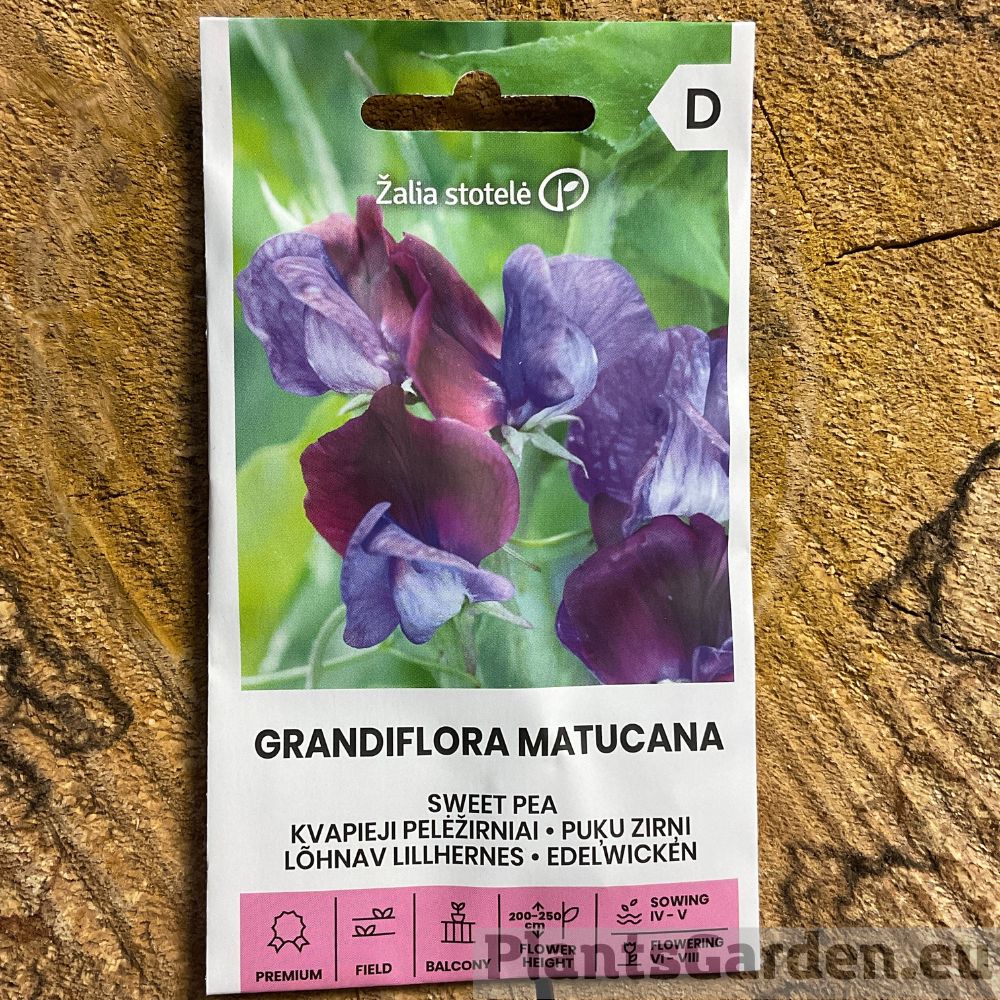 Osta Lõhnav Lillhernes Grandiflora Matucana online | PlantsGarden.eu