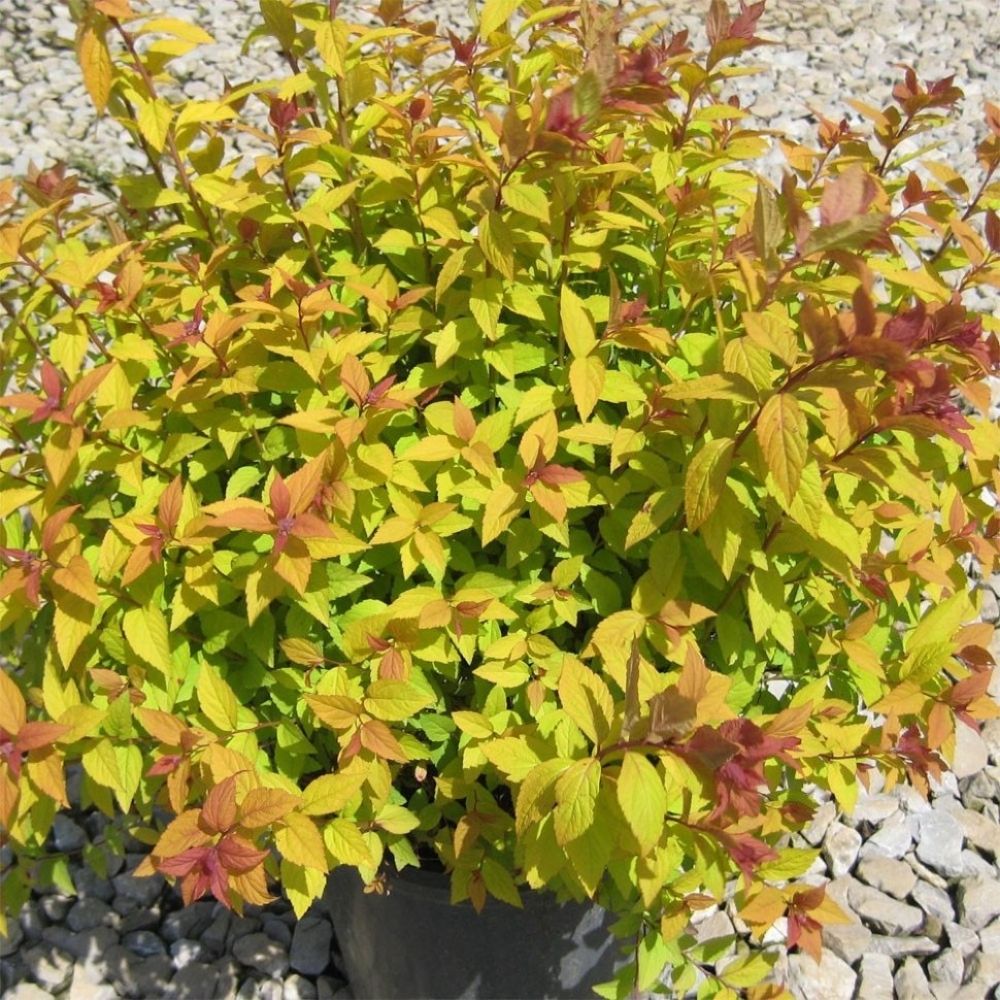 Jaapani enelas Firelight