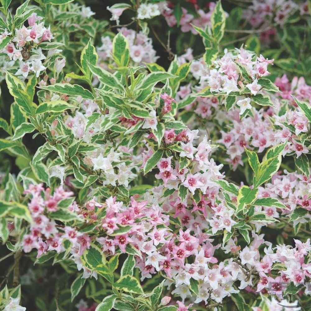 Kaunis veigela Nana Variegata